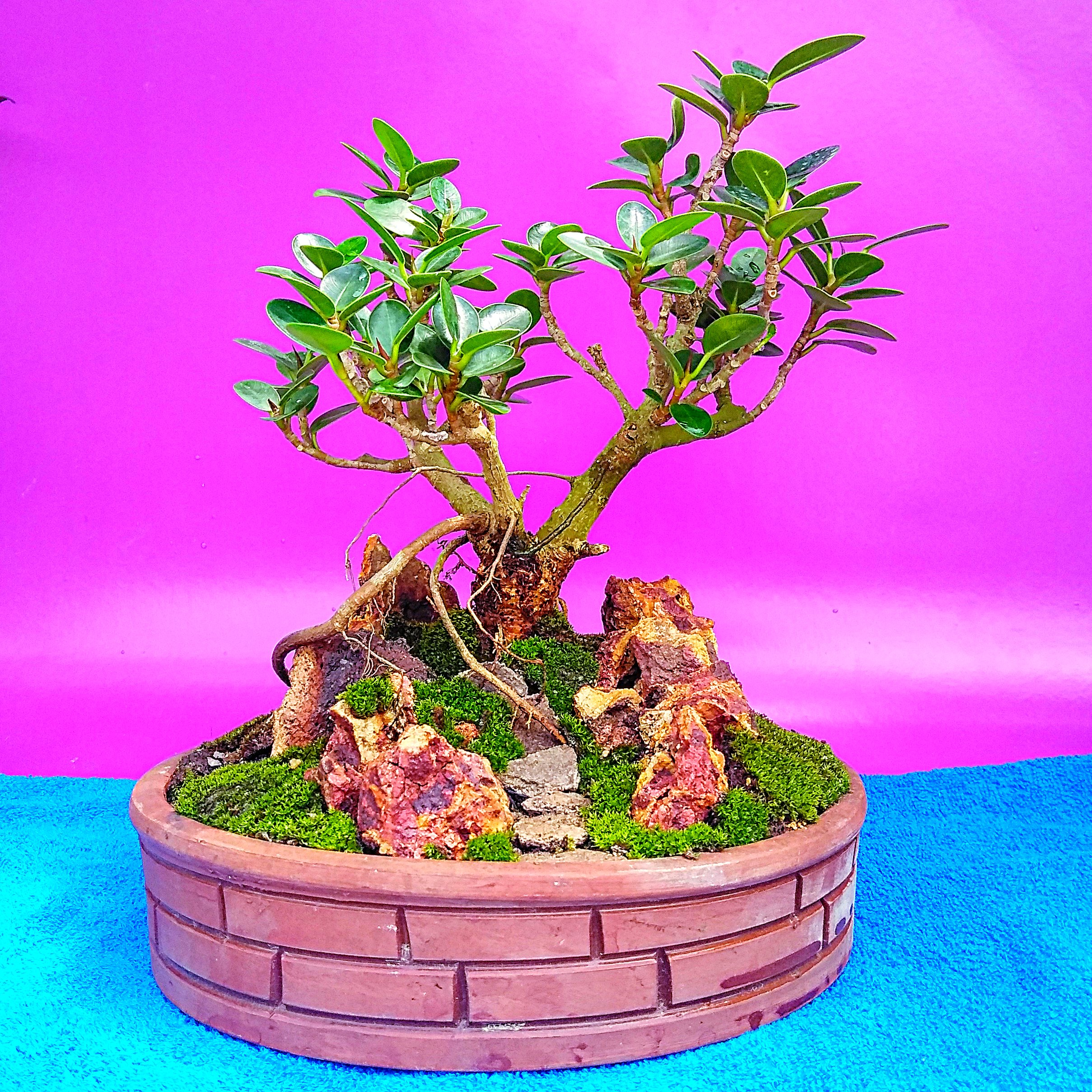 Bonsai Pethi Nuga 6Year Old Plant -0039, Lakwimana