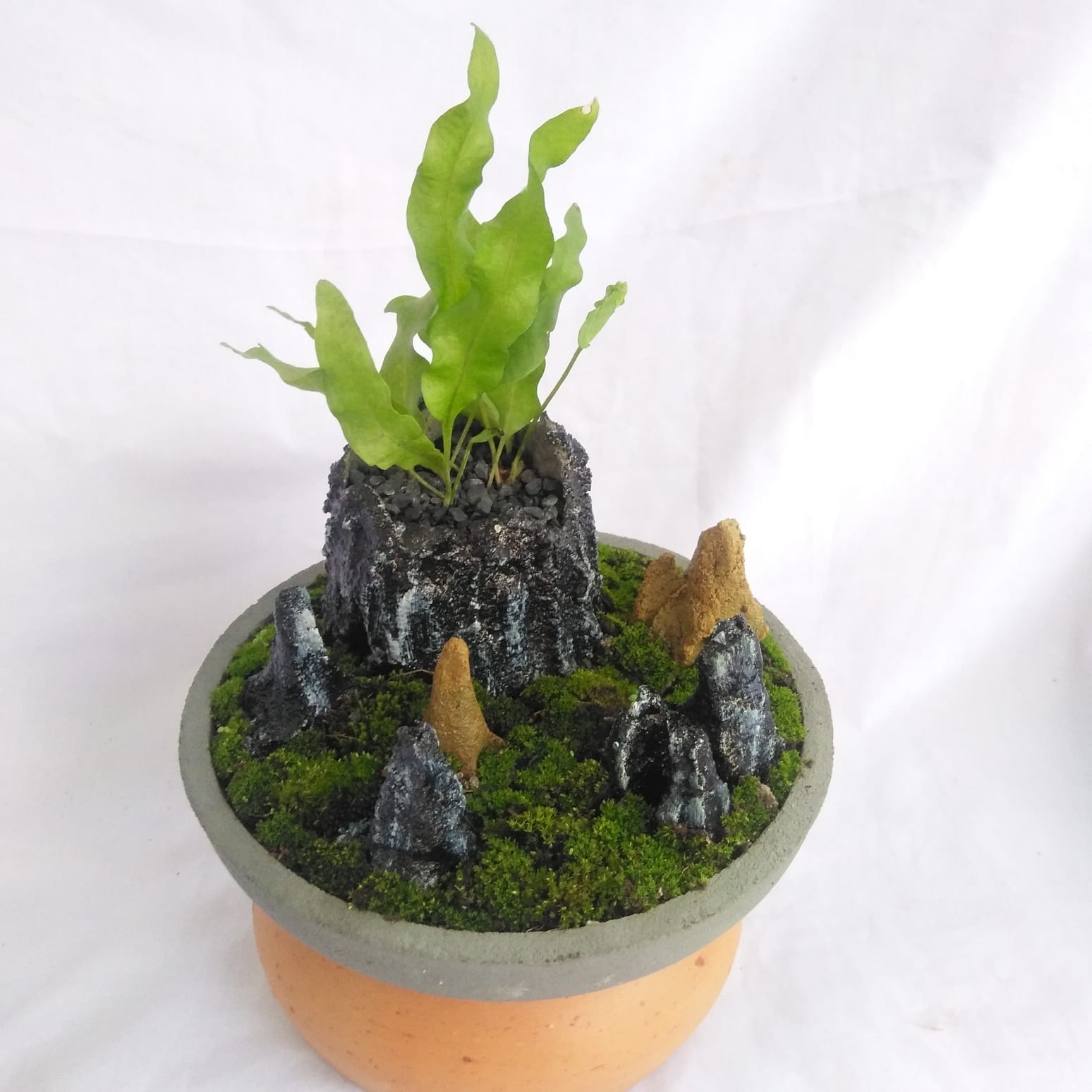 Farnt Plant Indoor, Lakwimana