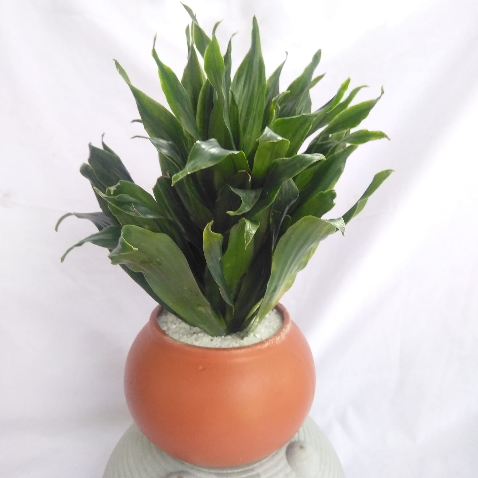 Indoor Draseena Plant, Lakwimana