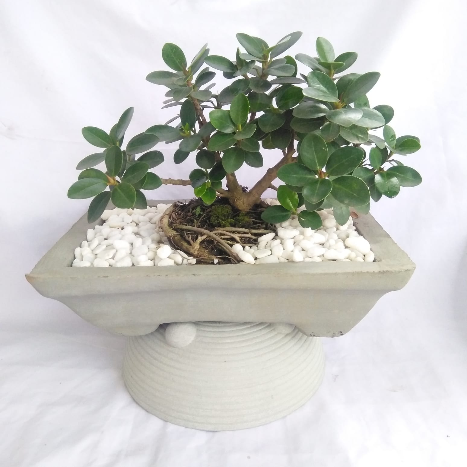 Nuga Bonsai 6yrs old - Outdoor, Lakwimana