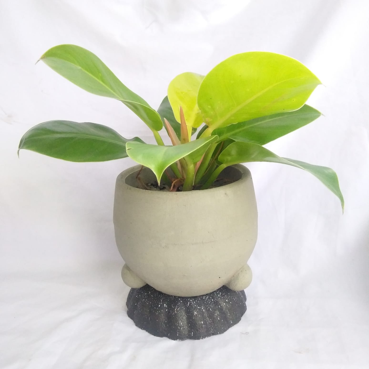 Yellowmoon Plant, Lakwimana